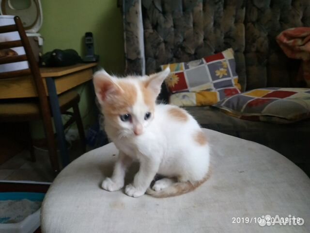 Кошечка ищет дом