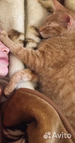 Отдам кошкчку, донской сфинкс флок