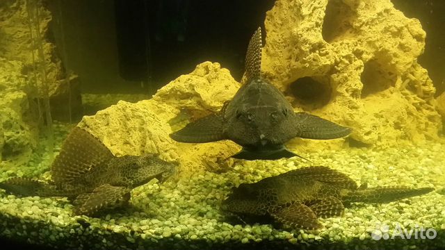 Сом Птеригоплихт