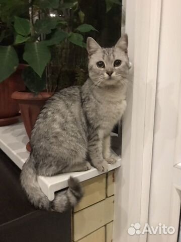 Кошечка-красоточка)