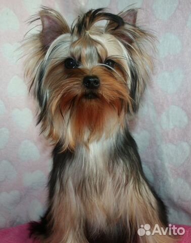 Милая подрощеная девочка йоркширского терьера