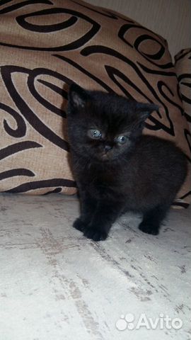 Девочка британка