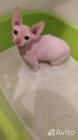 Канадский сфинкс