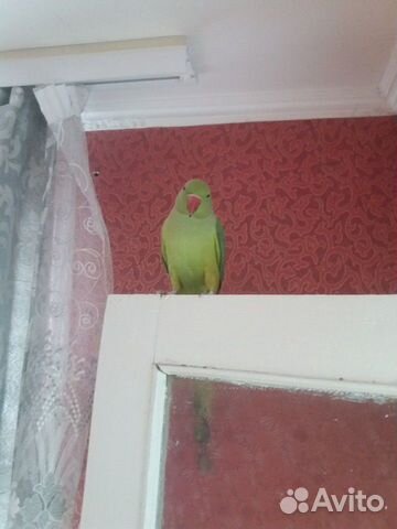 Ожиреловый попугай