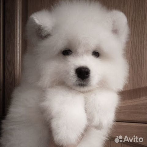 Белоснежки