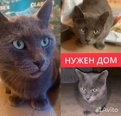 Котик ищет дом