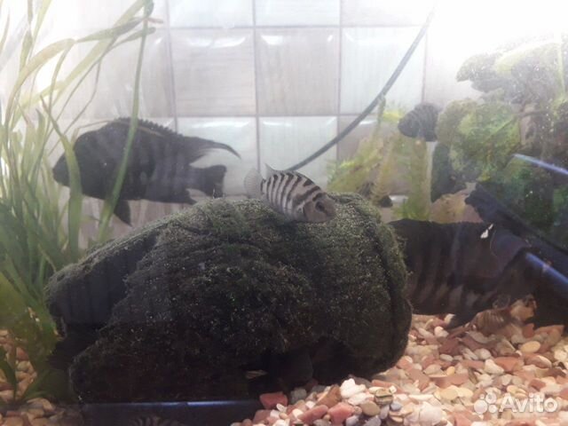 Аквариумные рыбки.Цихлиды чернополосные