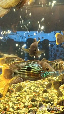 Берёзовая Акара