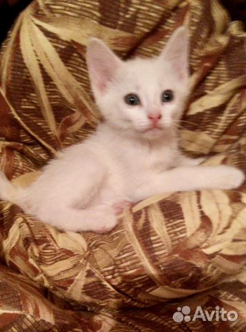 Маленький котёнок, мальчик, 1,5 мес