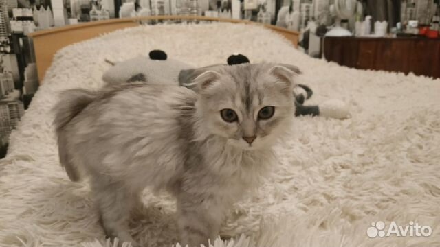 Котенок исключительно в добрые руки