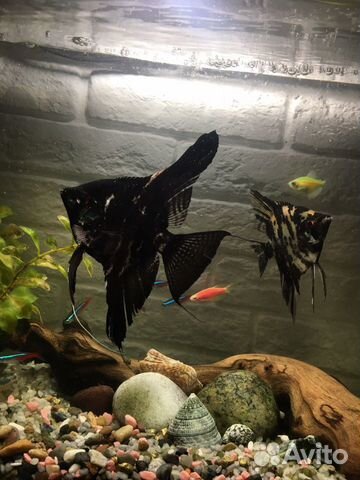 Продам или обменяю Скалярий