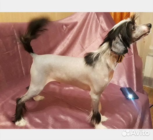 Щенок кобель кхс с документами и прививками