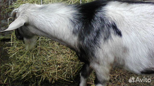 Козлик нубиец