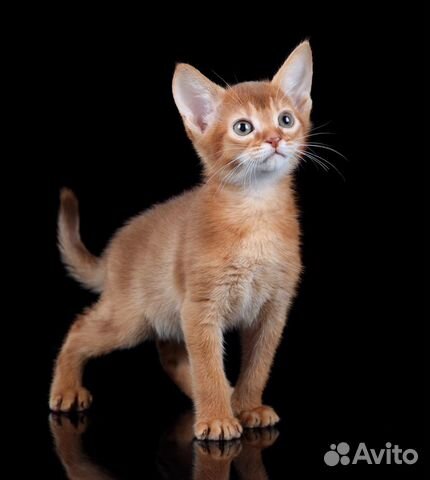 Абиссинская кошечка,окрас соррель