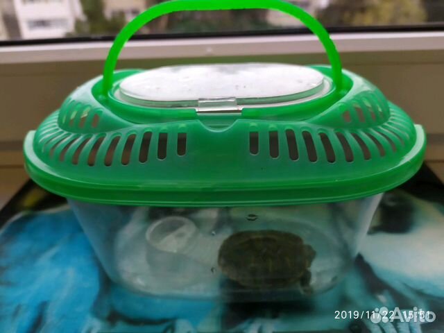 Маленький черепахен)