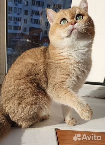 Взрослый британский кот