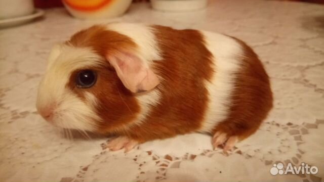 Морская свинка цветной английский крестед