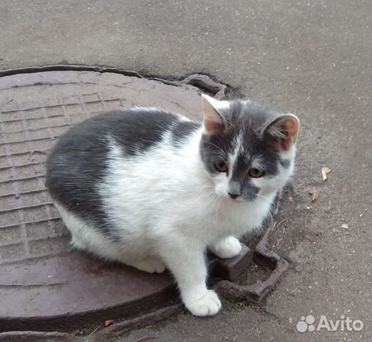 Должна быть справедливость-один котенок остался