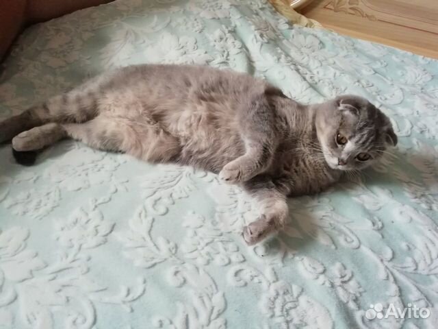 Вислоухая кошечка
