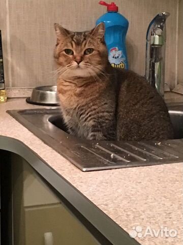 Кот для вязки