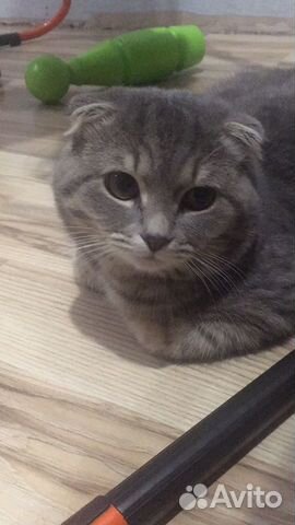 Отдам кота вислоухого, нашла надо улице 3 месяца н