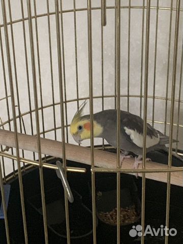 Попугай карела