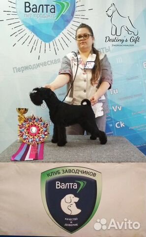 Щенок цвергшнауцера