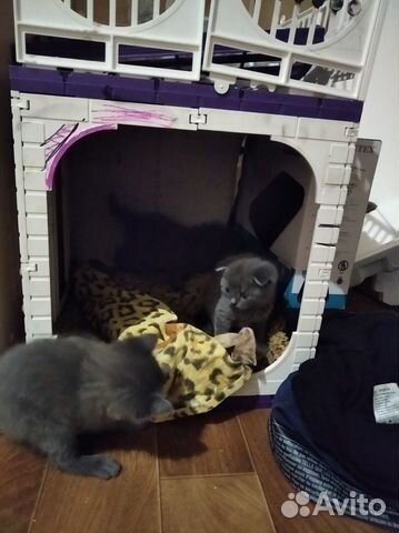 Котята вислоухие шотланцы