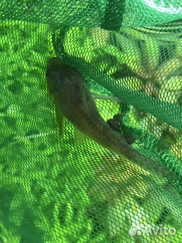 Коридорас крапчатый, Сомик крапчатый. Отдам