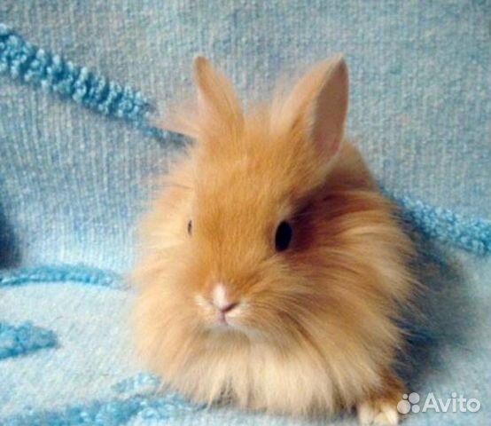 Продам львиноголового декоративного крольченка