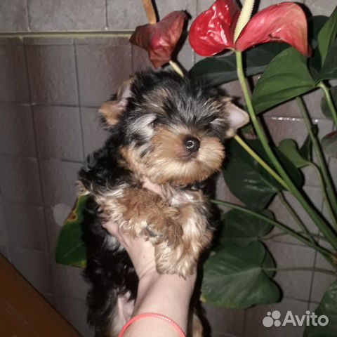 Девочка конфеточка