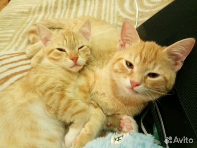 Отдам в хорошие руки котенка ориентала 3 месяца