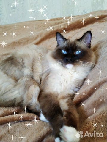 Mr. Котик (Рэгдолл)