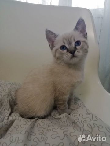 Отдам котеек в добрые руки