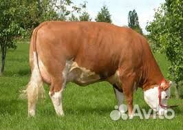 Корова Семинтал