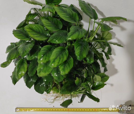 Анубиас Бартера (Anubias bartera)