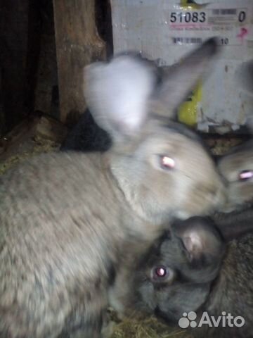 Продам кроликов фландр великан