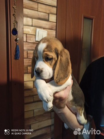 Бигляшки милашки