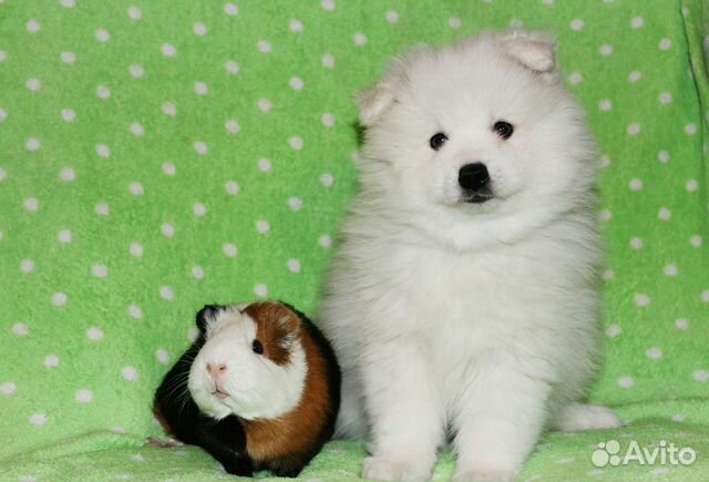 Японский шпиц