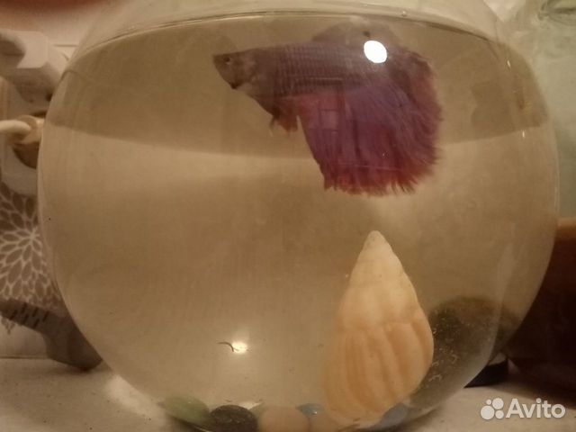Миниаквариум с рыбками