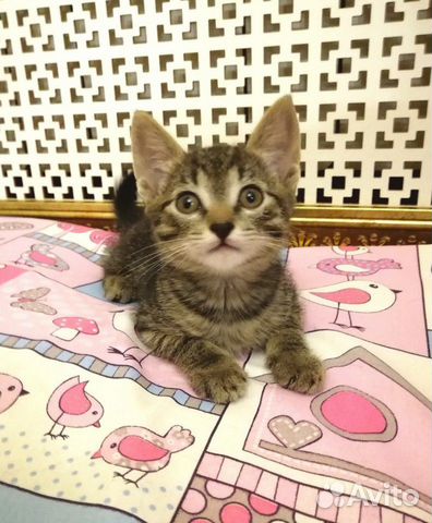 Малыш Маф в добрые руки