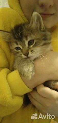 Котенок кошечка 2 месяца