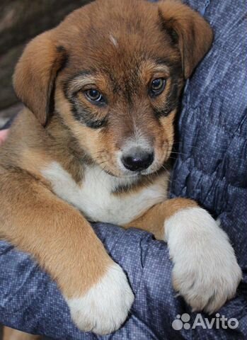 Красивый крупный мальчик, 2 мес., в добрые руки