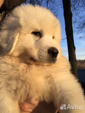 Белые медведи. Большая пиренейская горная собака