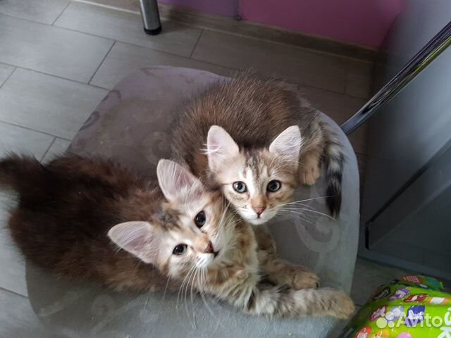 Котёнок, девочка, 2мес
