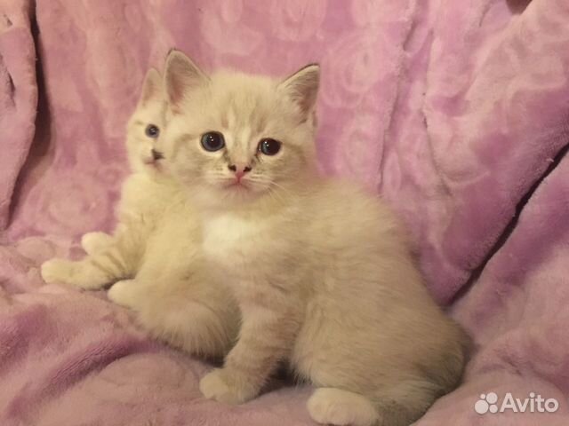 Голубоглазые котики