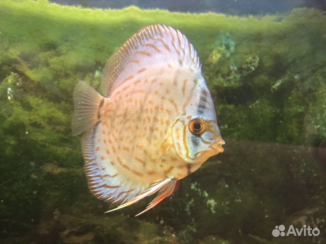 Цихлиды Южной Америки дискусы