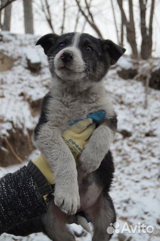 Отдам щенят