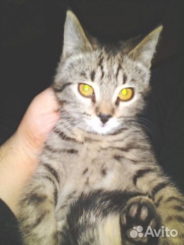 Котята помесь ищут дом