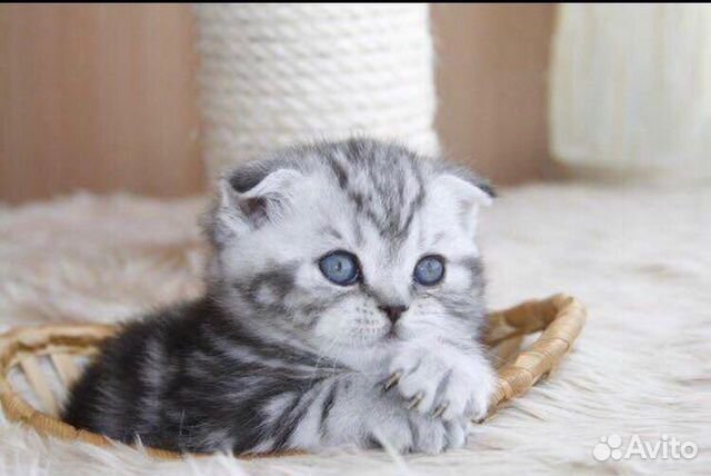 Шотландские котята девочки